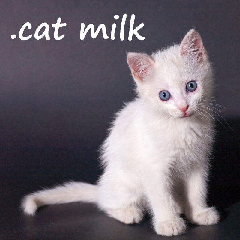 .cat Milk cover or packaging material - MobyGames