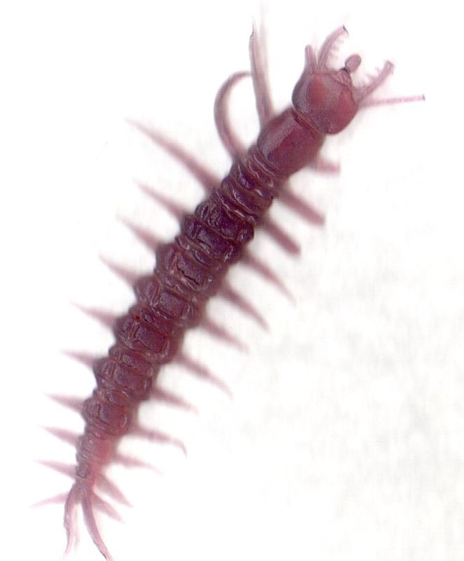 The Lurking Horror cover or packaging material - MobyGames