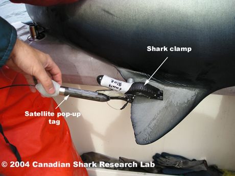 Sharkrunners (2007) - MobyGames